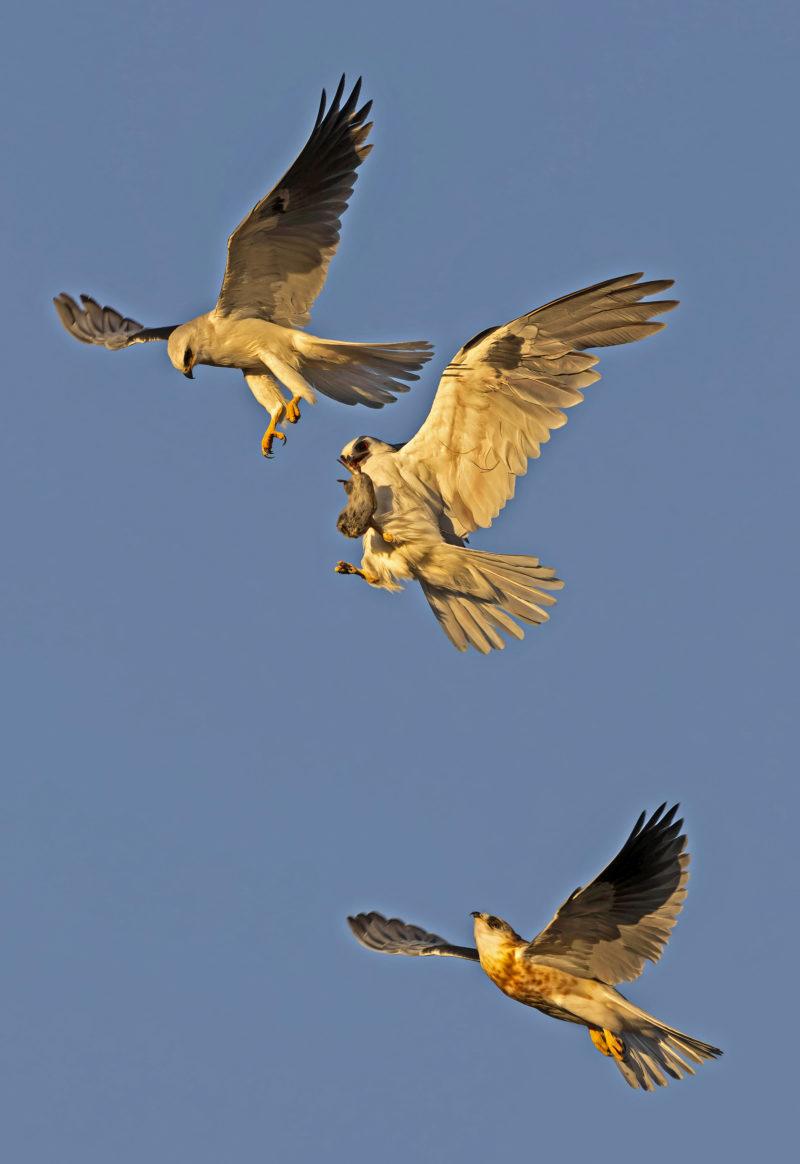 CPS June 2023 Bi-Monthly Photo Contest Results